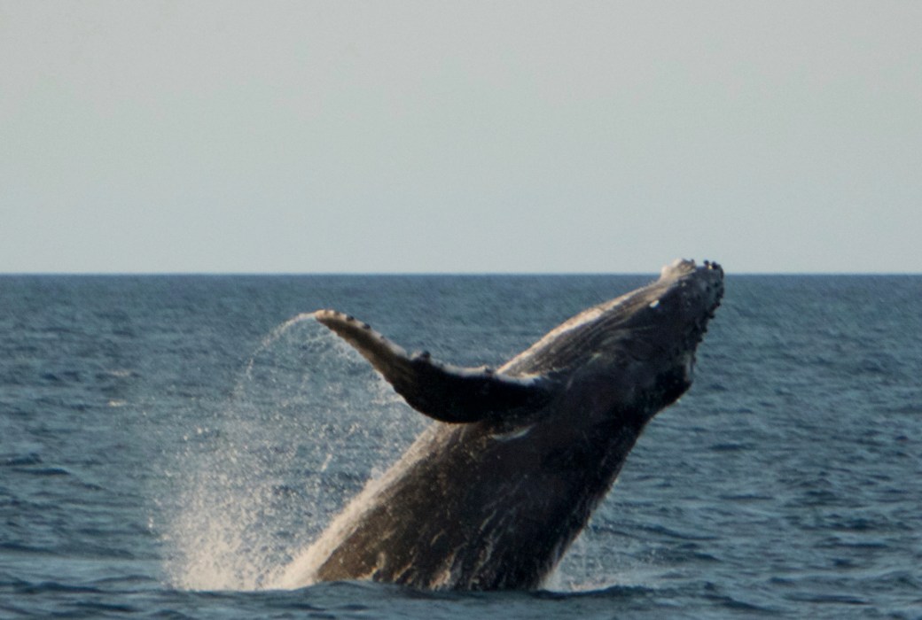 Tails Down Under | Degrees of Kelvin